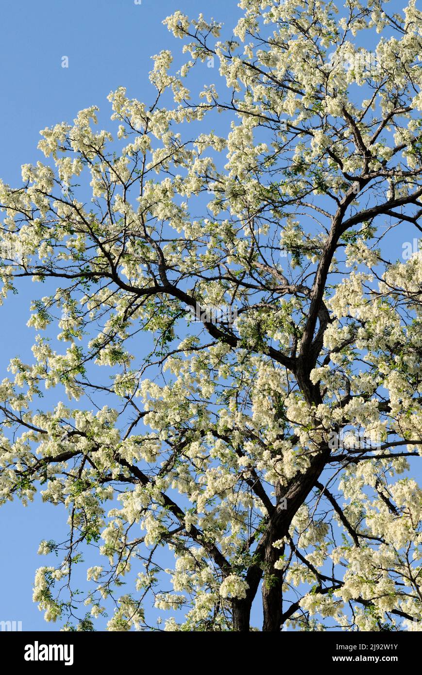 Black locust tree hi-res stock photography and images - Alamy