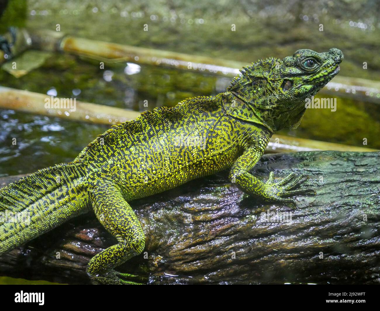 Plumed Basilisk Lizard also called as green basilisk Stock Photo - Alamy