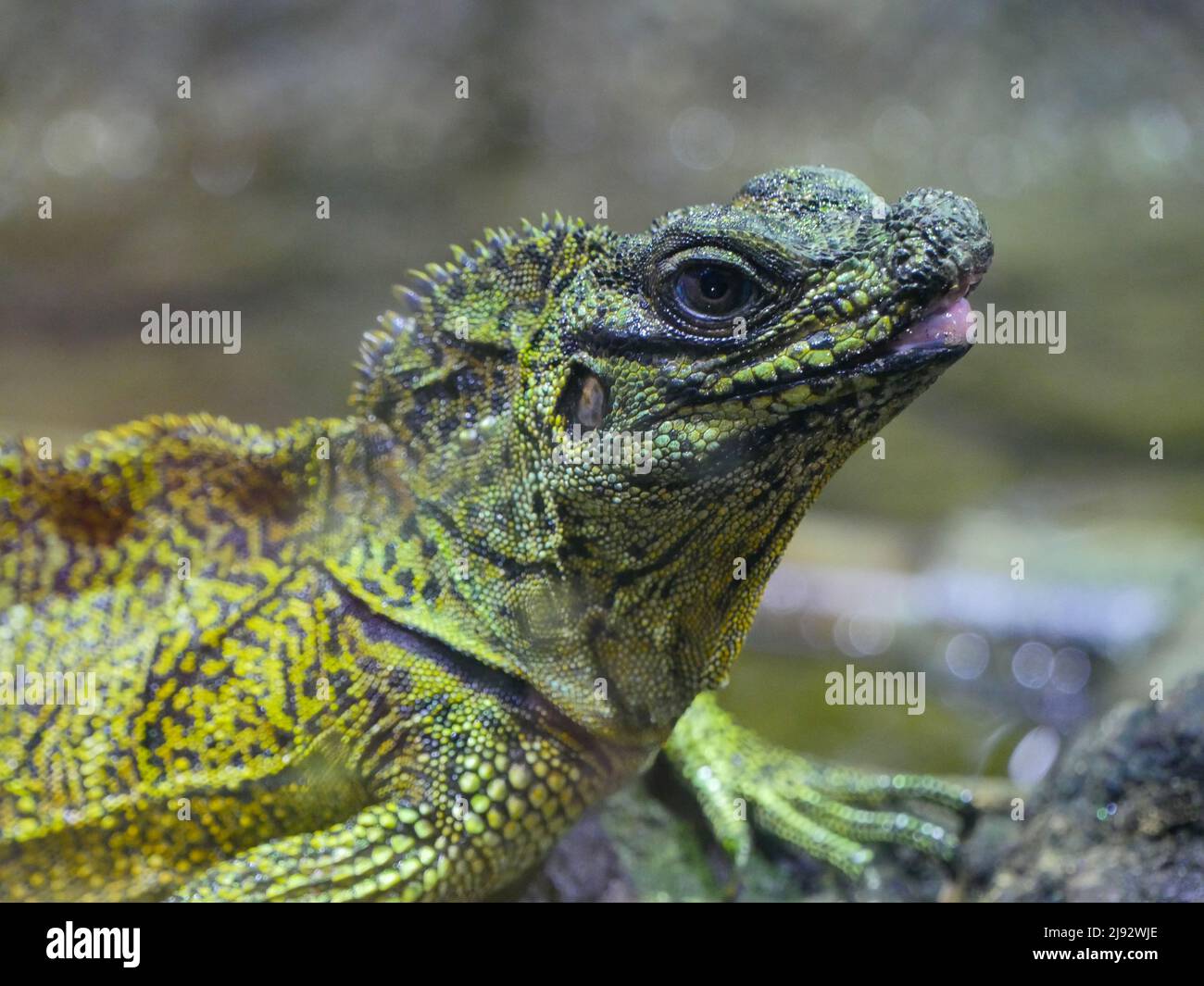 Green Basilisk Lizard Running On Water