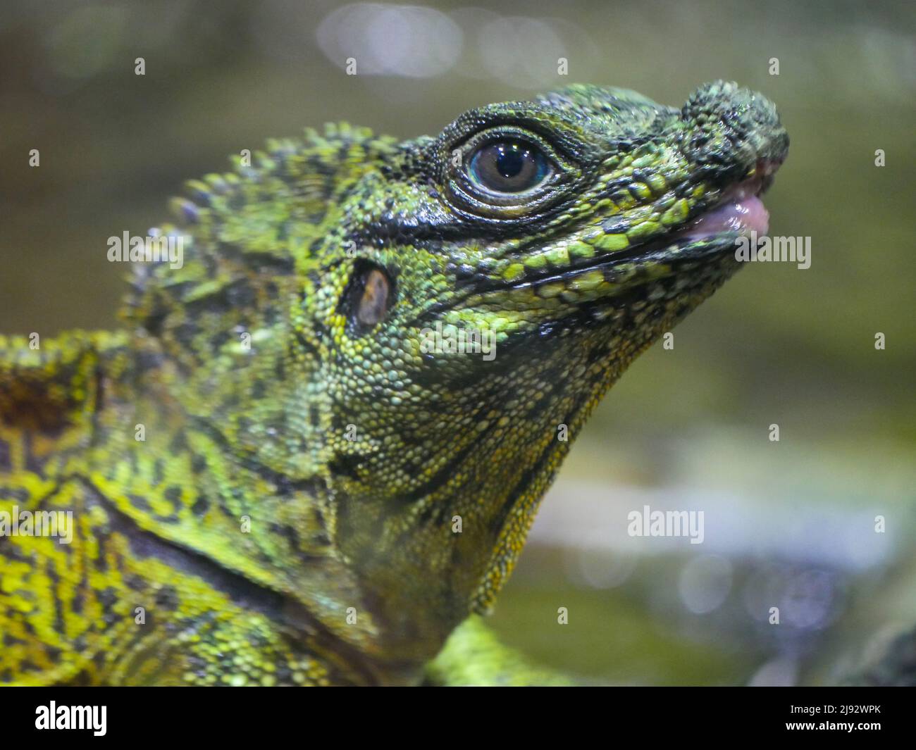 Plumed Basilisk Lizard also called as green basilisk Stock Photo - Alamy