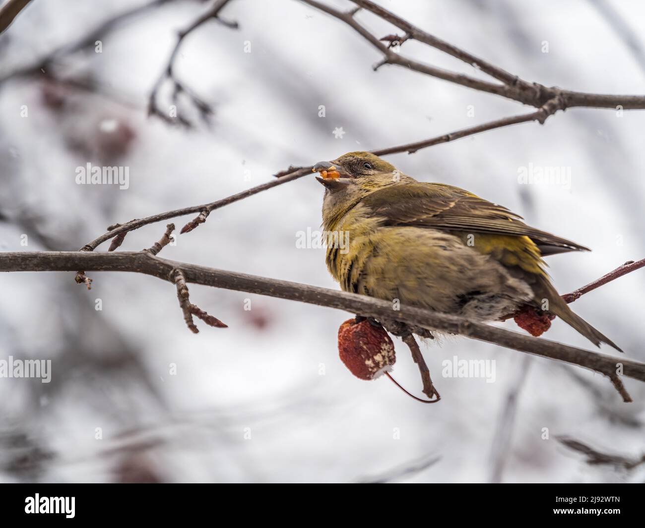 Red Crossbill female sitting on the tree branch and eats wild apple ...