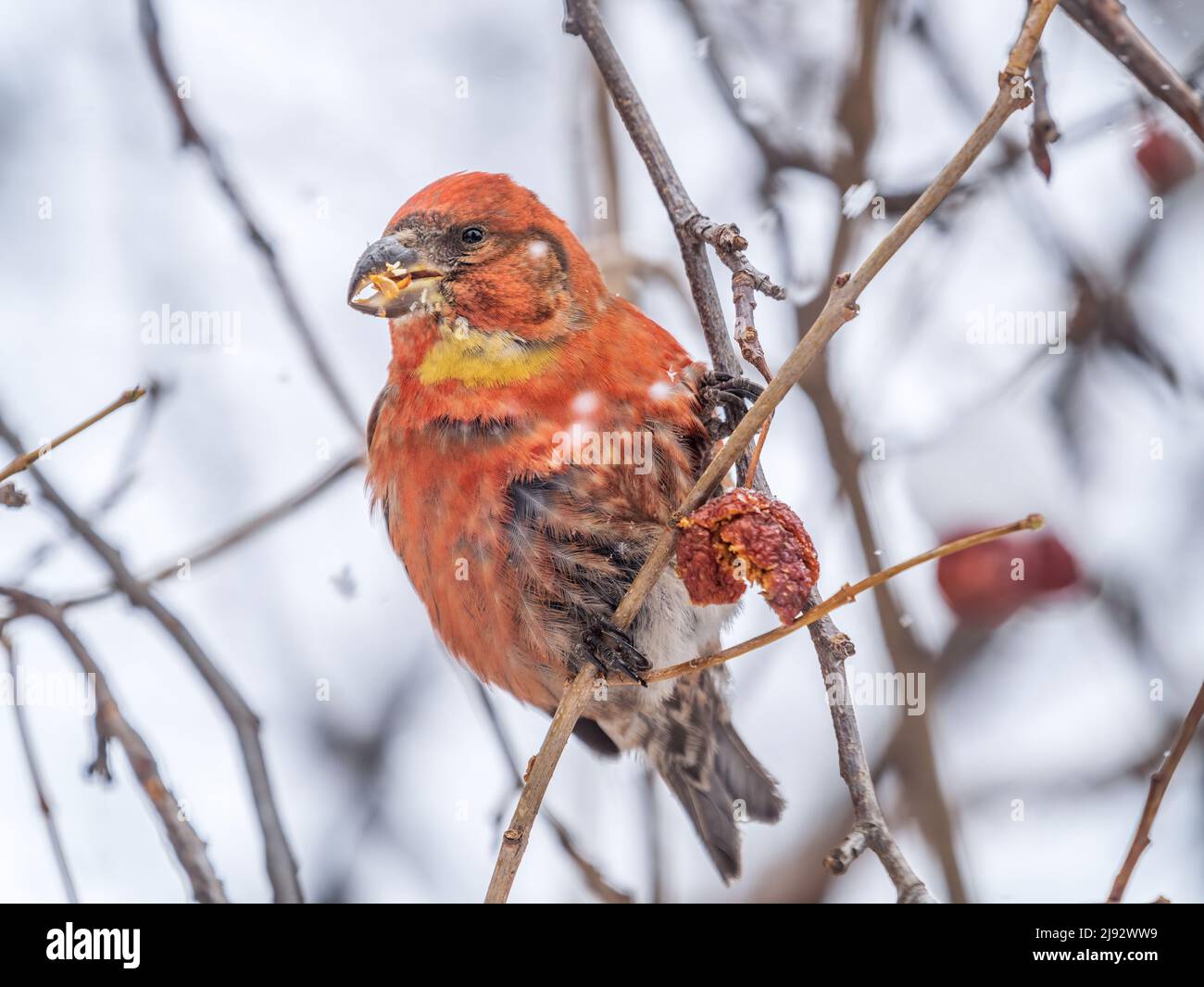 Red Crossbill male sitting on the tree branch and eats wild apple ...