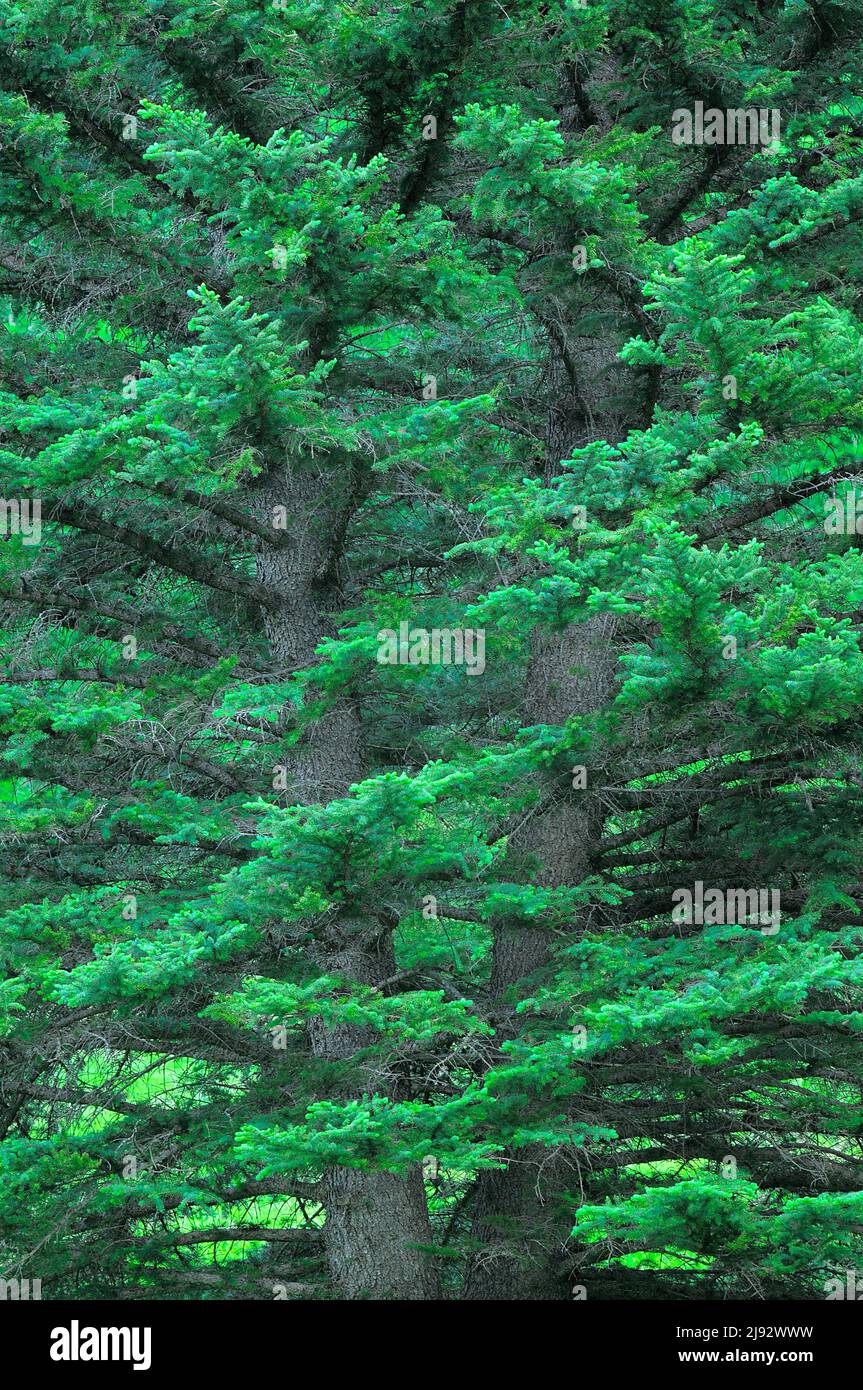 Conifer tree hi-res stock photography and images - Alamy