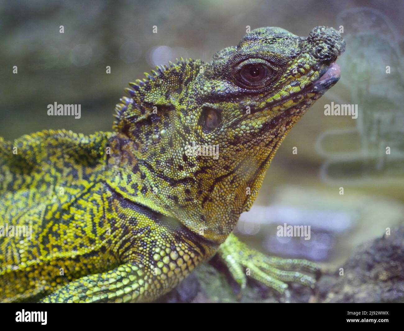 Plumed Basilisk Lizard also called as green basilisk Stock Photo - Alamy