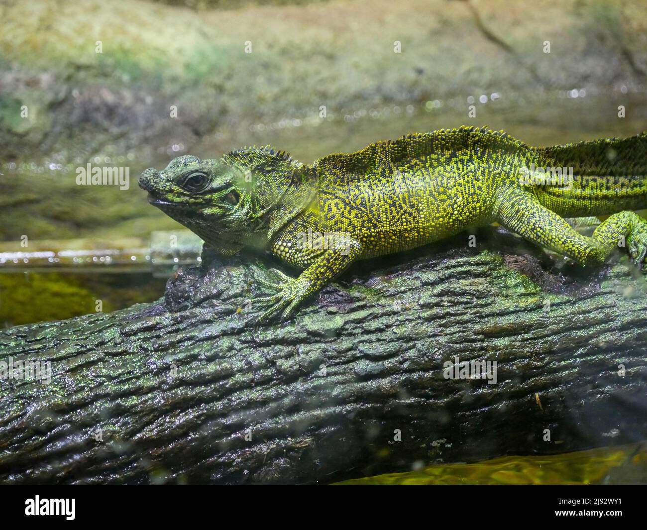 Basilisk lizard hi-res stock photography and images - Alamy