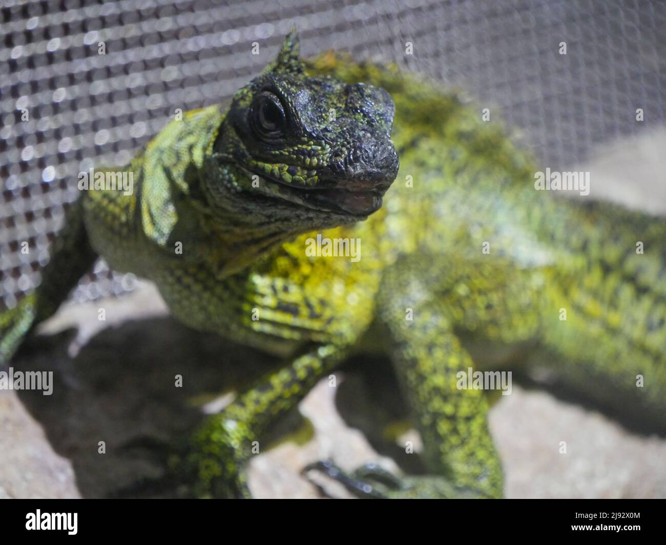 Plumed Basilisk Lizard also called as green basilisk Stock Photo - Alamy