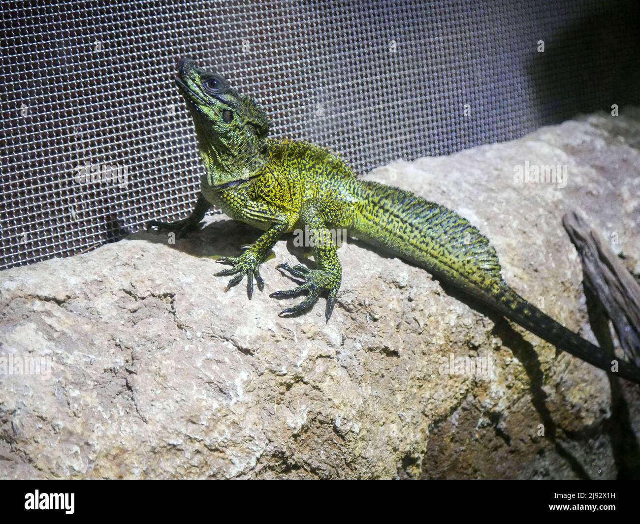Plumed Basilisk Lizard also called as green basilisk Stock Photo - Alamy
