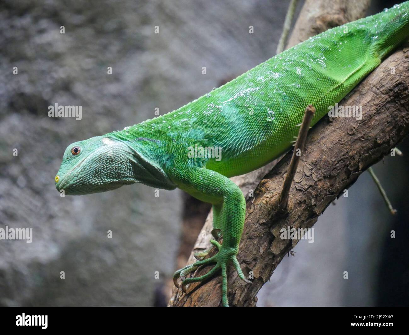 Green lizard on tree branch Stock Photo - Alamy