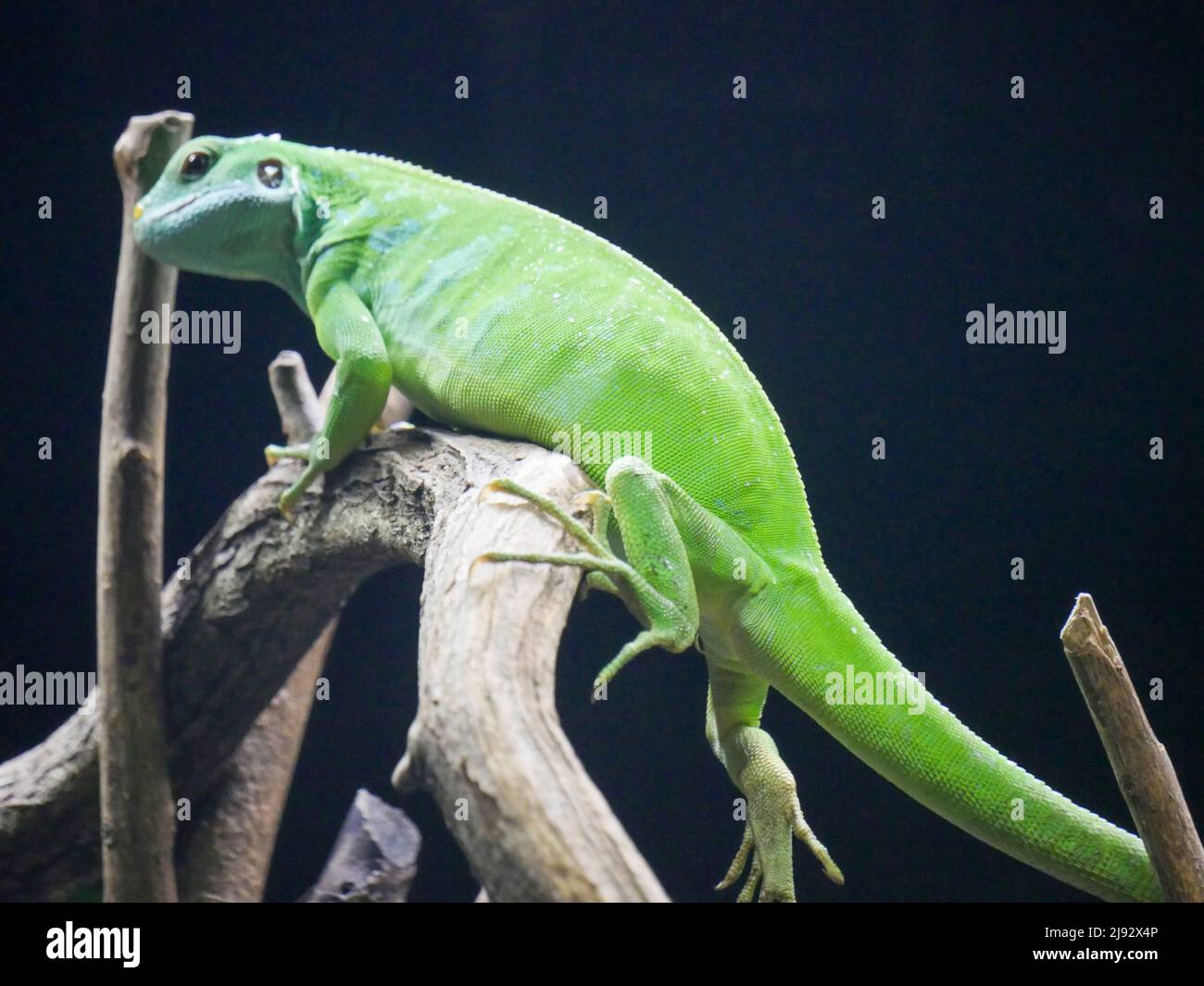 Green lizard on tree branch Stock Photo - Alamy