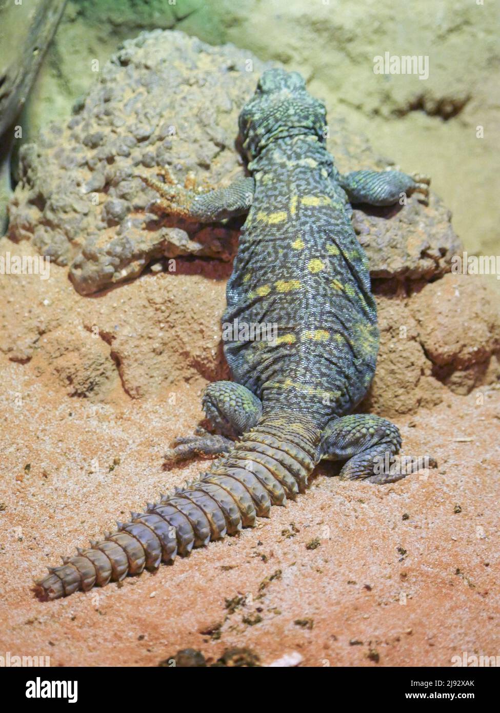 Ornate Spiny Tailed Lizard also called as Uromastyx Ornata or ornate ...