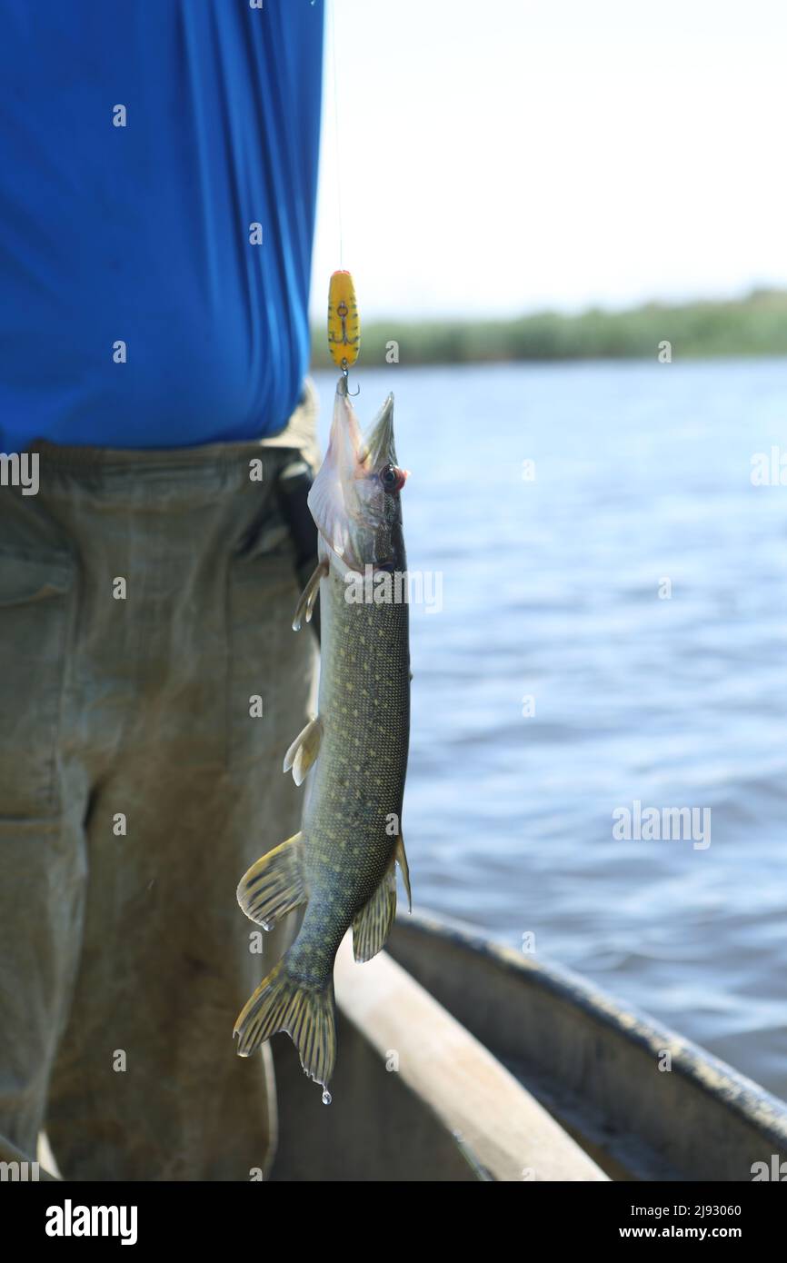 Wobbler bait catching predatory fish hi-res stock photography and ...
