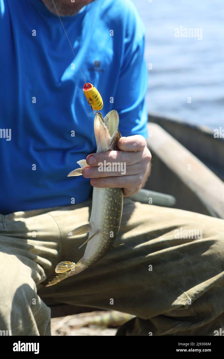 Wobbler bait catching predatory fish hi-res stock photography and ...