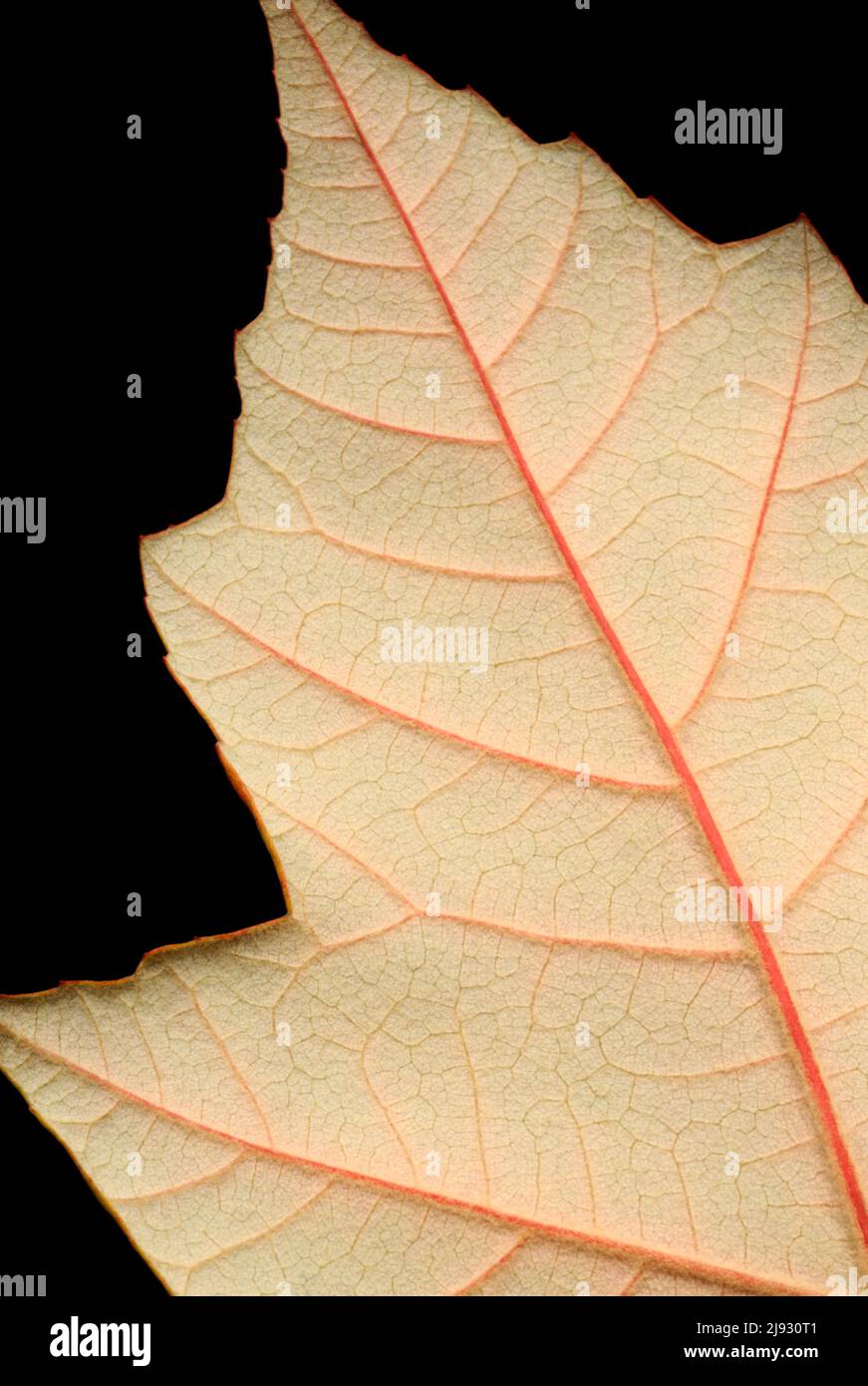 Underside of a maple leaf hi-res stock photography and images - Alamy