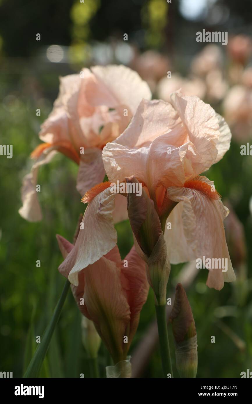 Germanic iris hi-res stock photography and images - Alamy