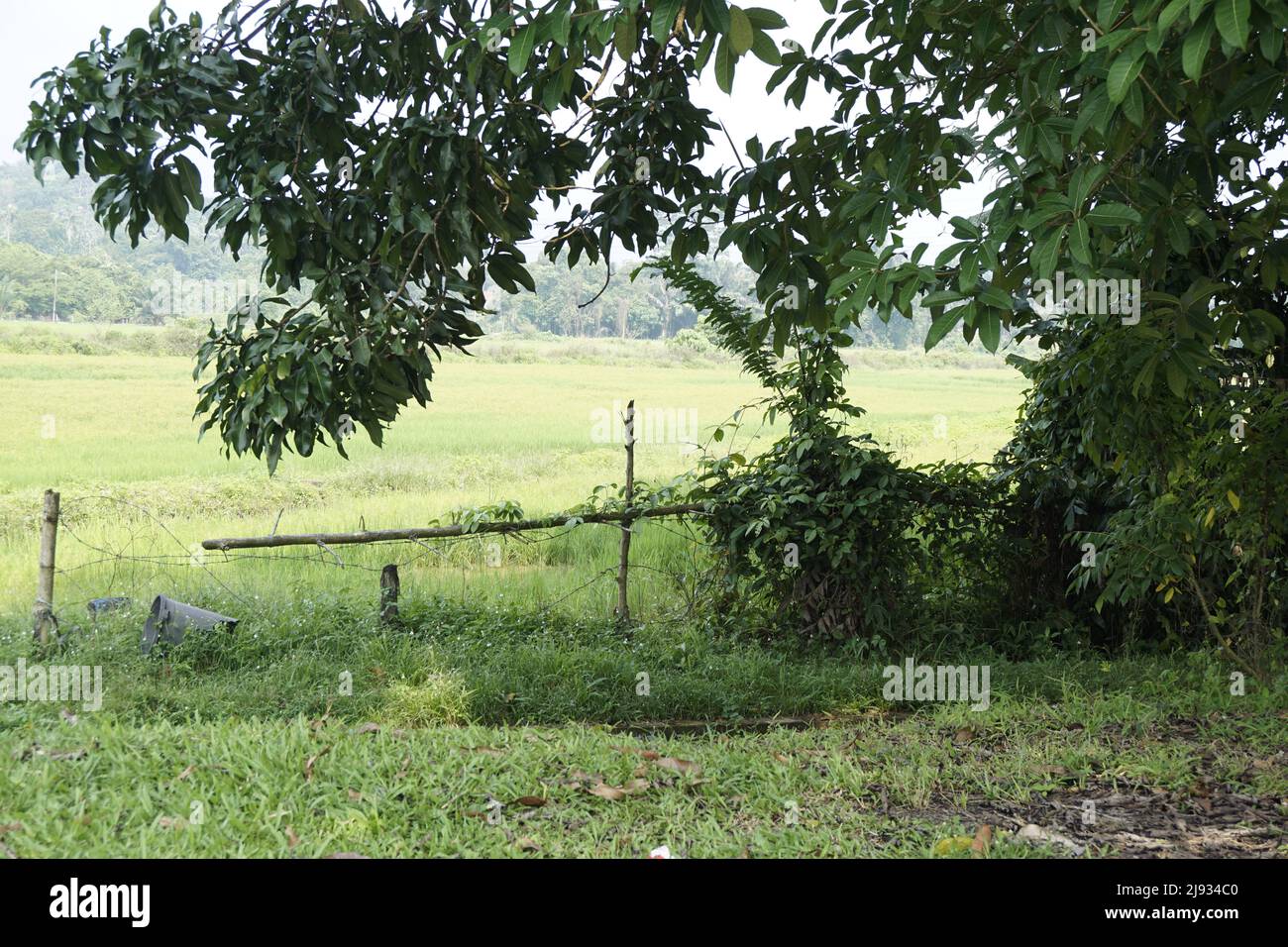 field in Kuala Pilah, rural Malaysia Stock Photo - Alamy