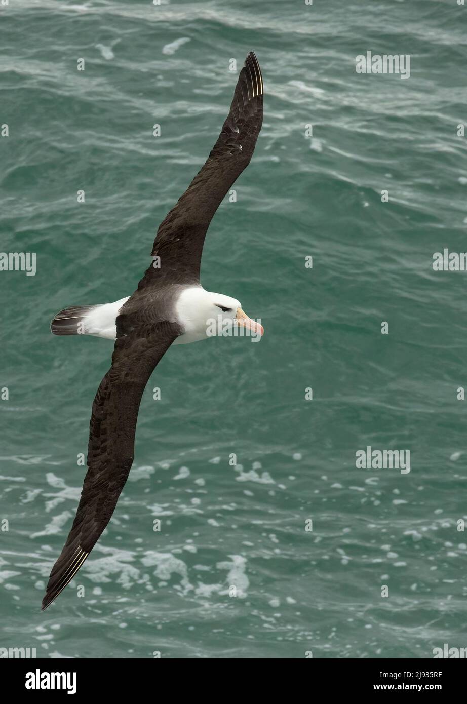 Black browed albatross thalassarche melanophris in flight hi-res stock ...