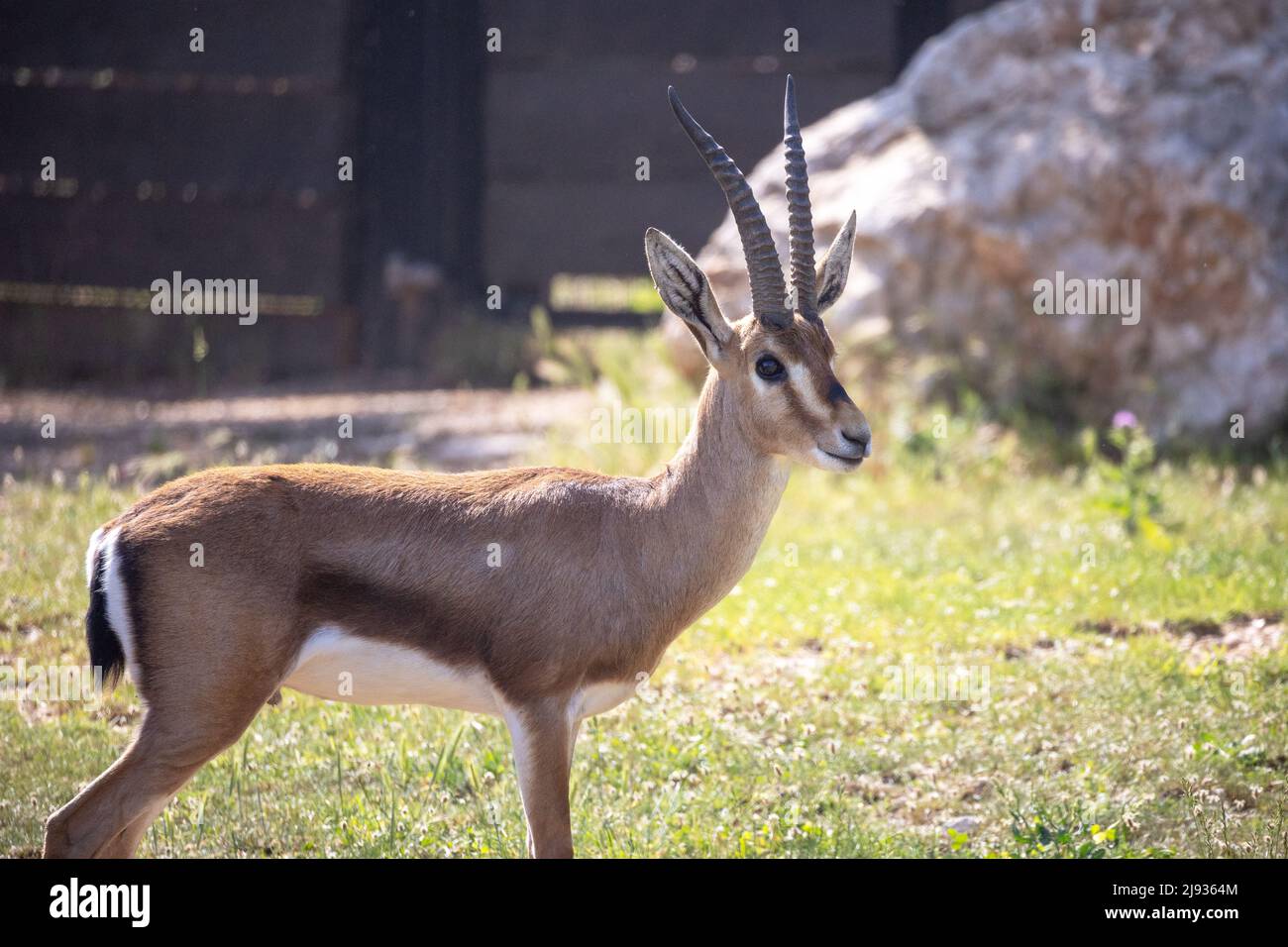 Antelope in enclosure hi-res stock photography and images - Alamy