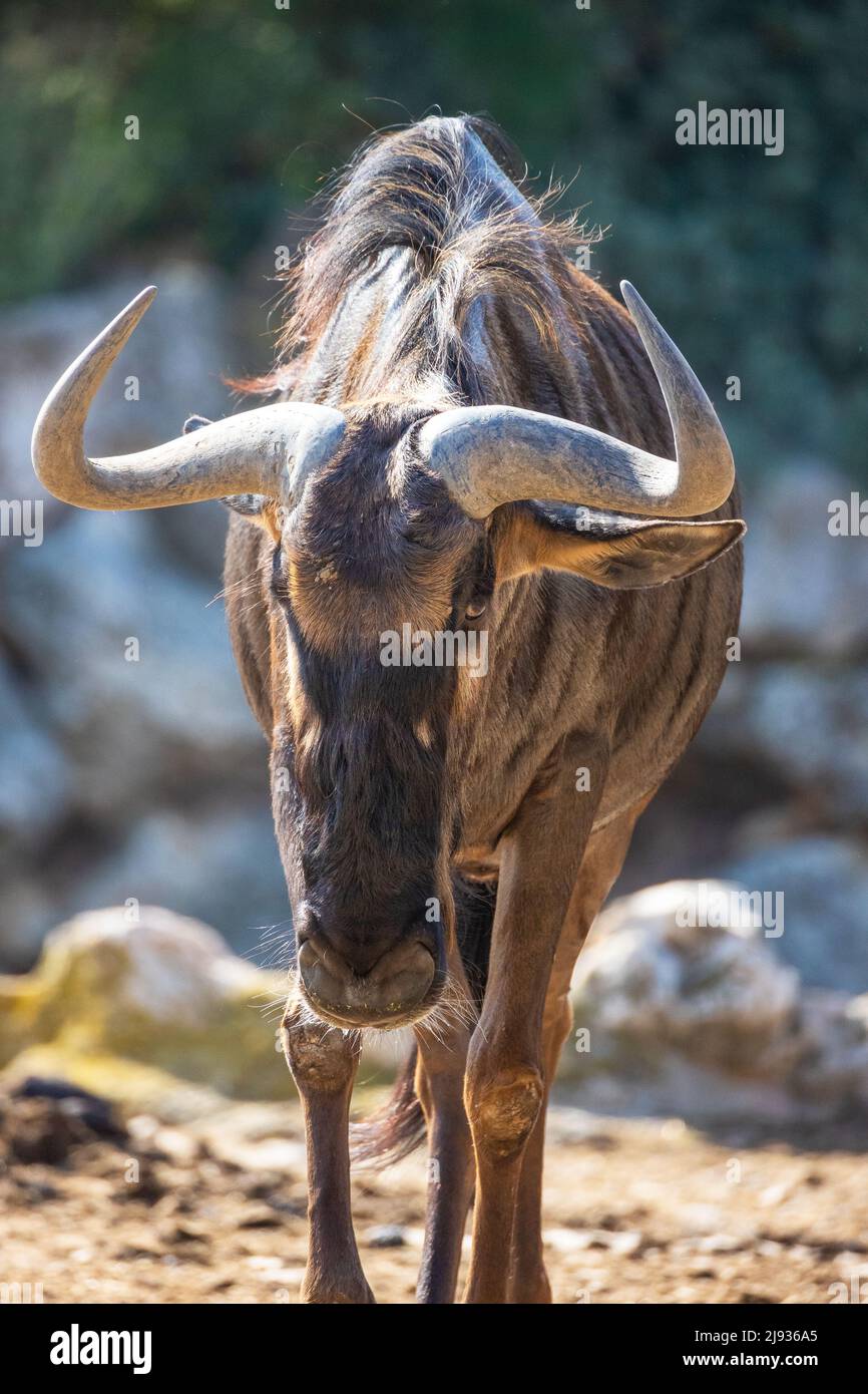 wildebeest in its enclosure in a zoo Stock Photo - Alamy