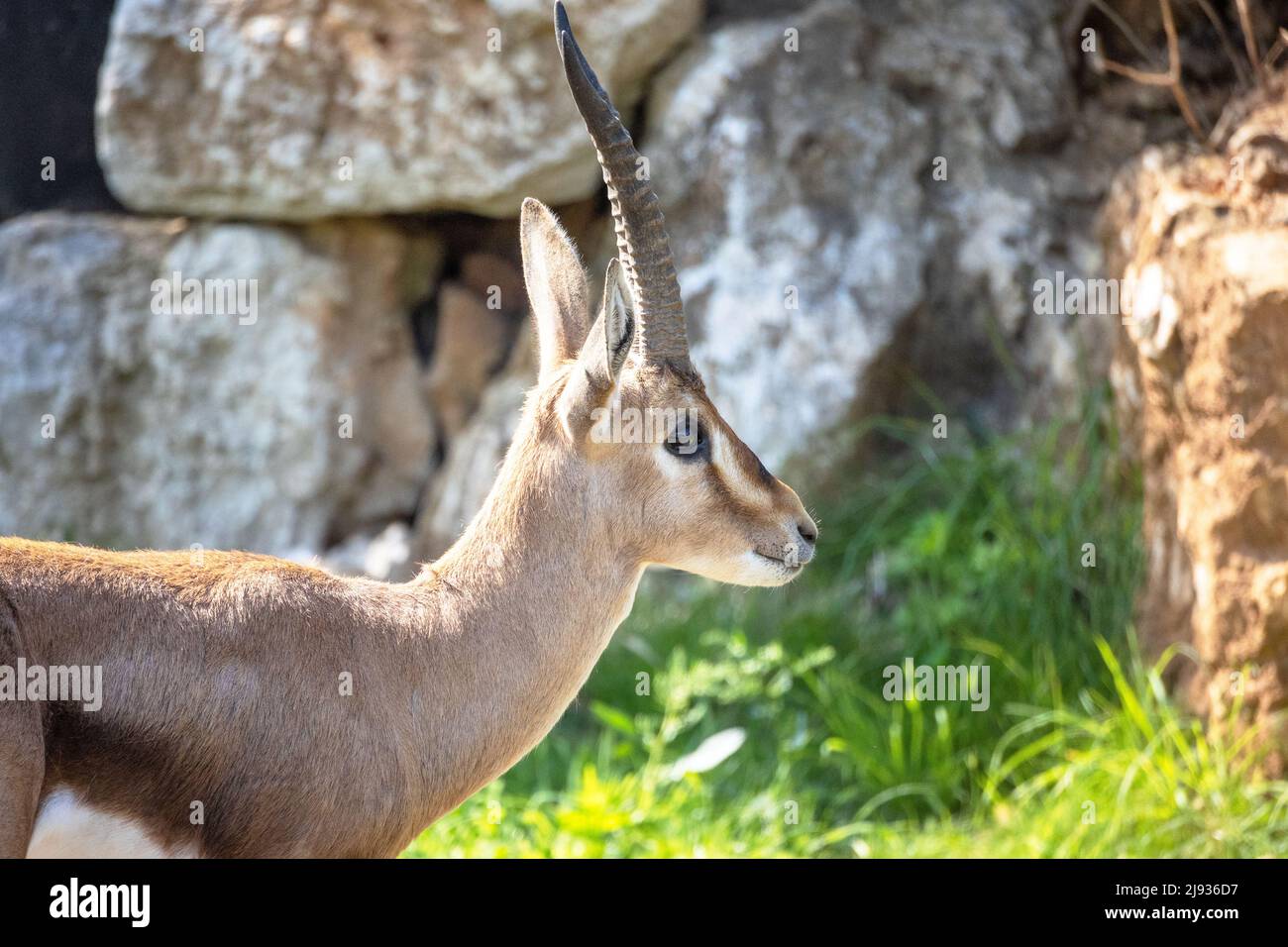 Antelope in enclosure hi-res stock photography and images - Alamy