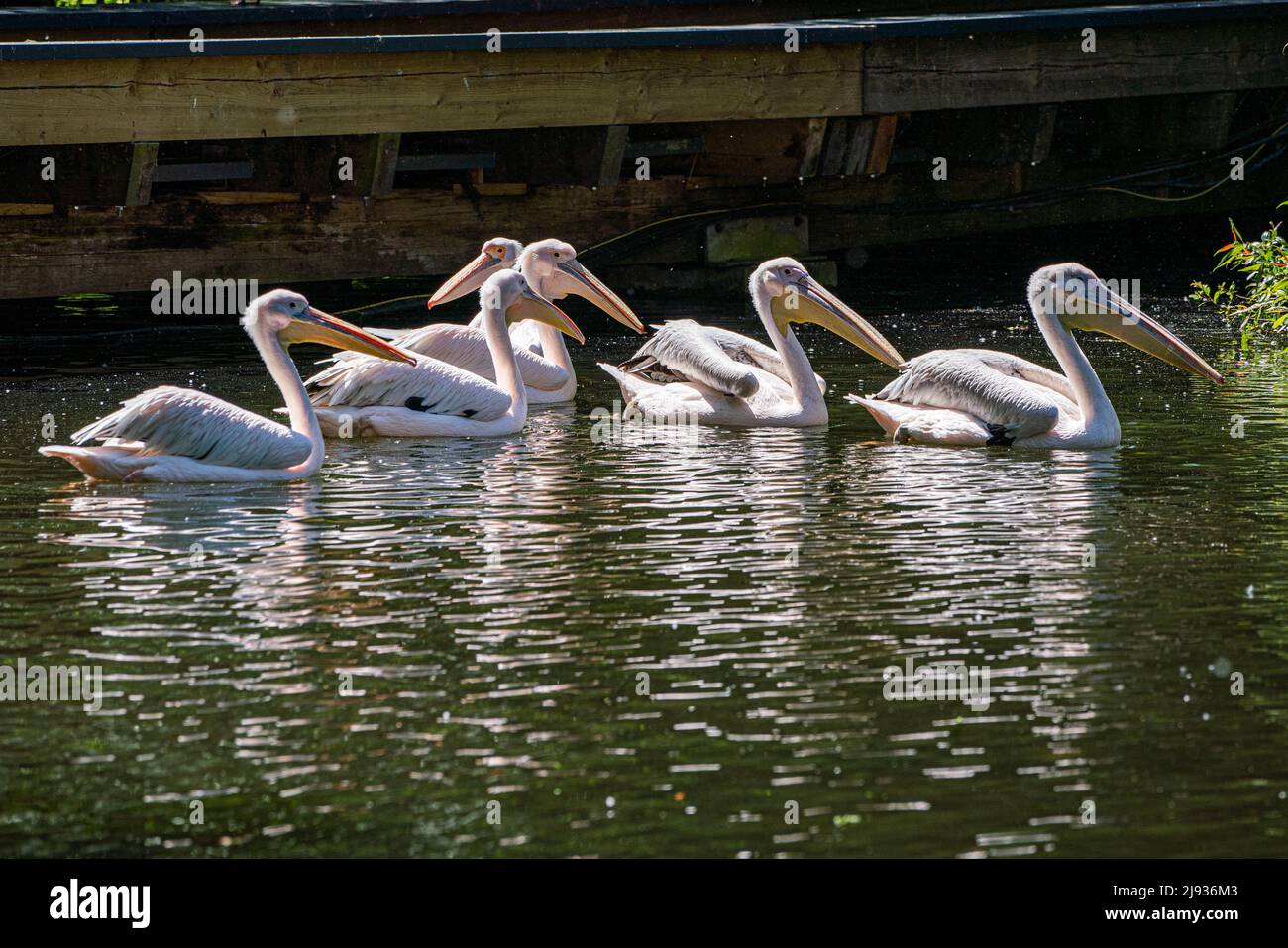 Saint james park pelican hi-res stock photography and images - Alamy