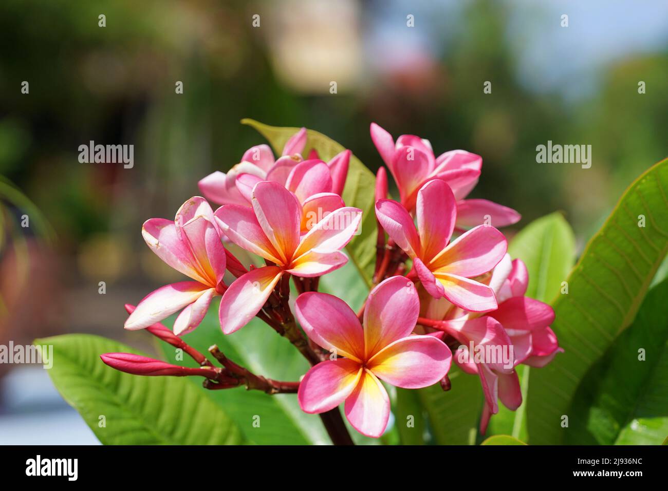 Wallpaperflowers hi-res stock photography and images - Alamy