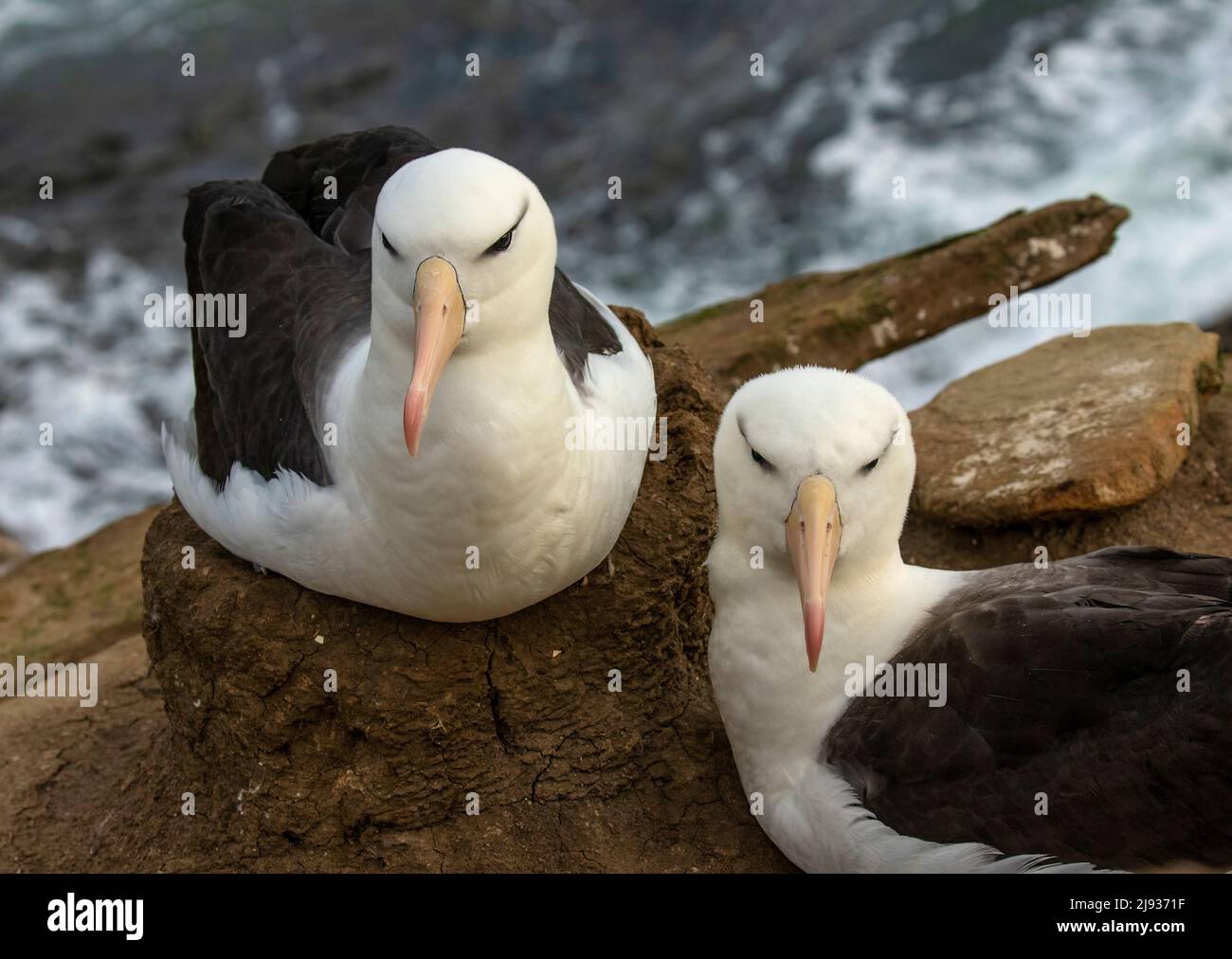 Islands falklands black hi-res stock photography and images - Alamy
