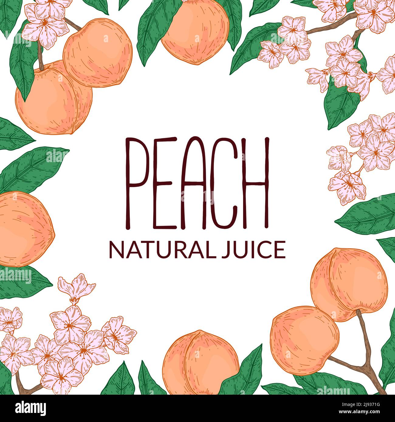 Hand drawn peach design. Vector illustration in sketch style Stock ...