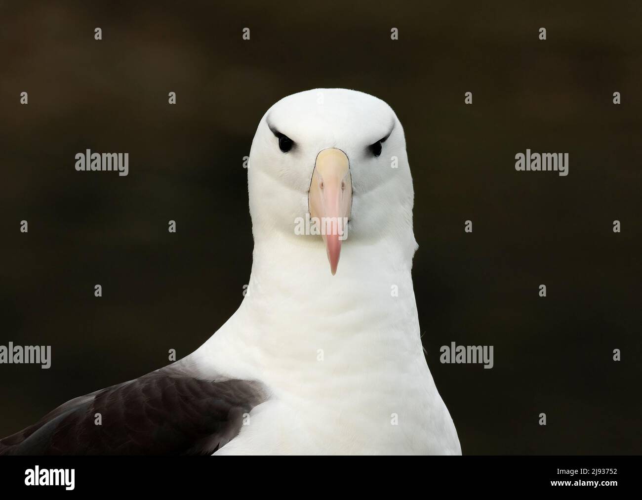 Islands falklands black hi-res stock photography and images - Alamy