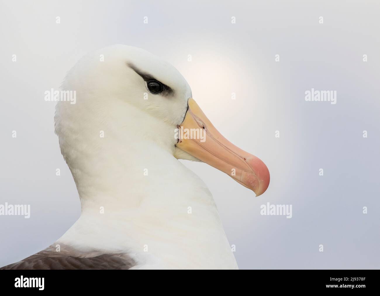 Islands falklands black hi-res stock photography and images - Alamy