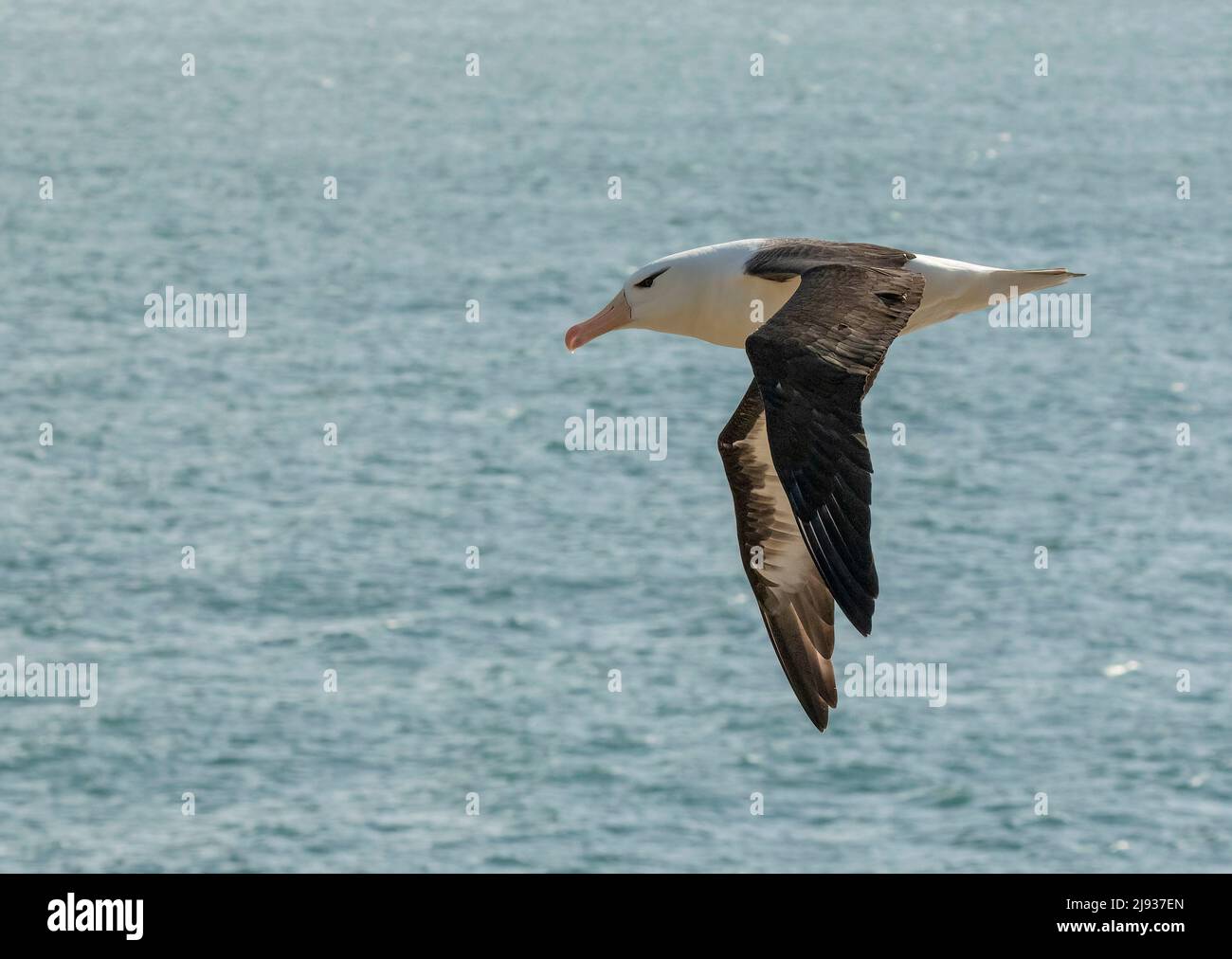 Islands falklands black hi-res stock photography and images - Alamy