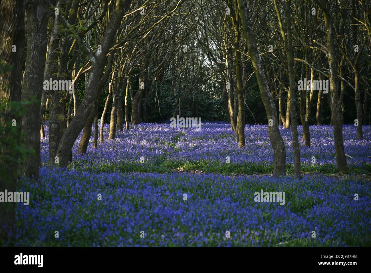 Bluebells at spring in the UK Stock Photo - Alamy