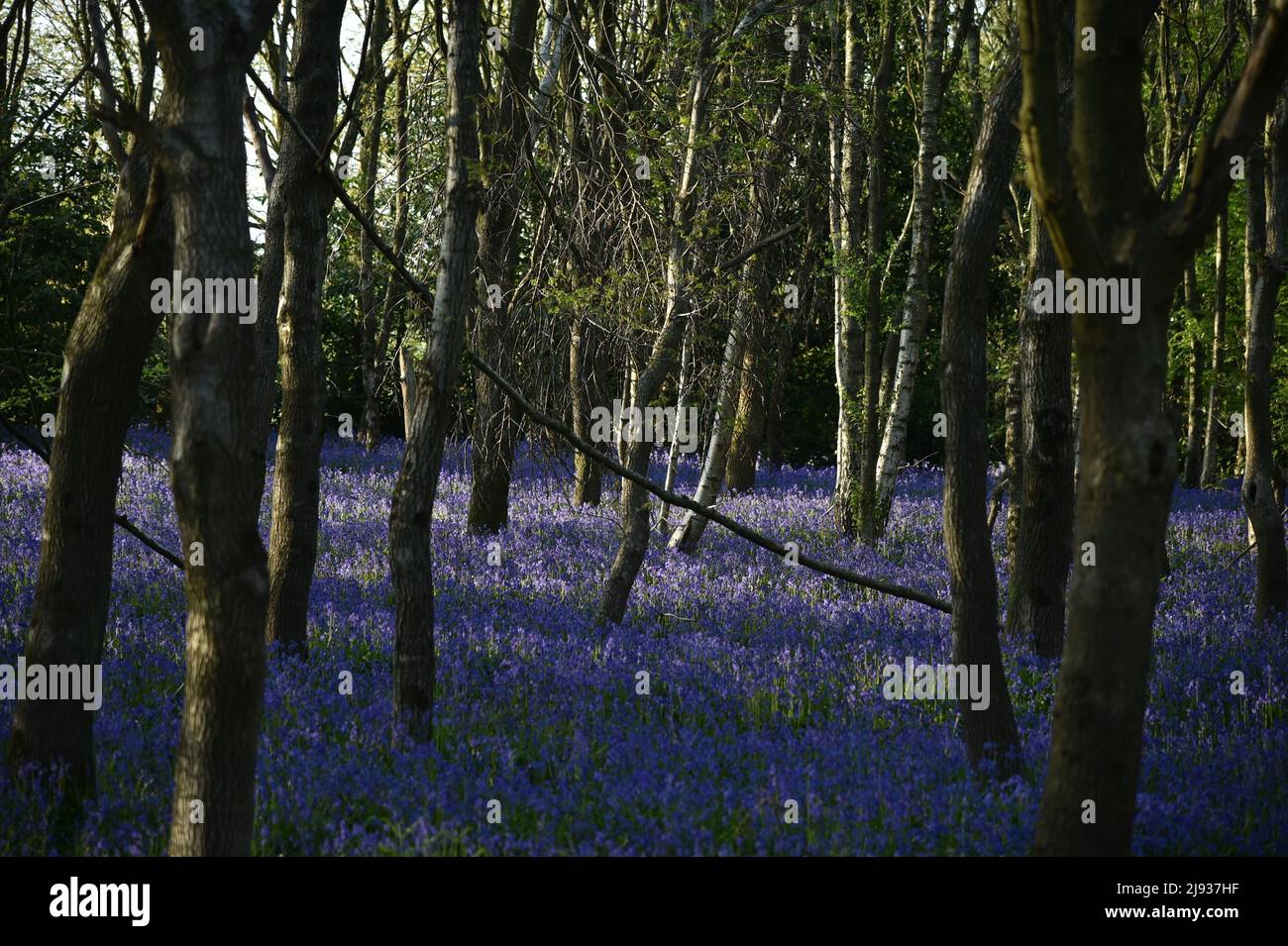 Bluebells at spring in the UK Stock Photo - Alamy