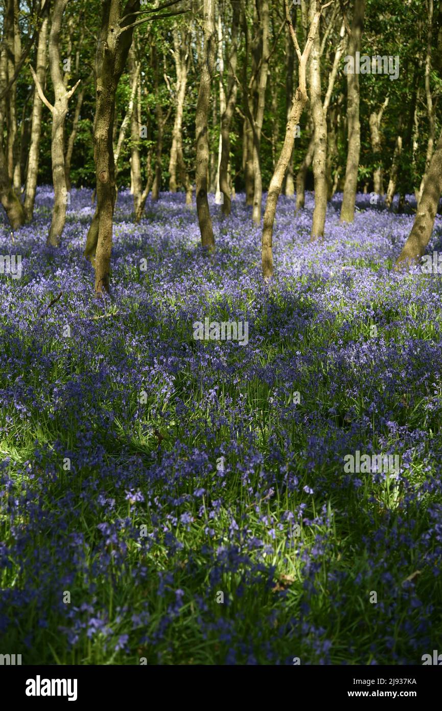 Bluebells at spring in the UK Stock Photo - Alamy