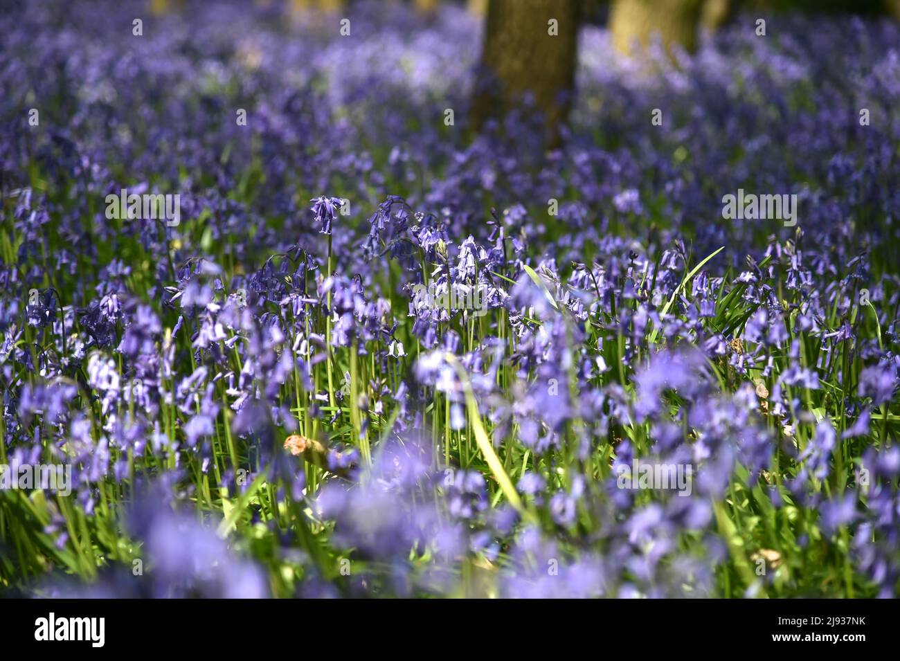 Bluebells at spring in the UK Stock Photo - Alamy