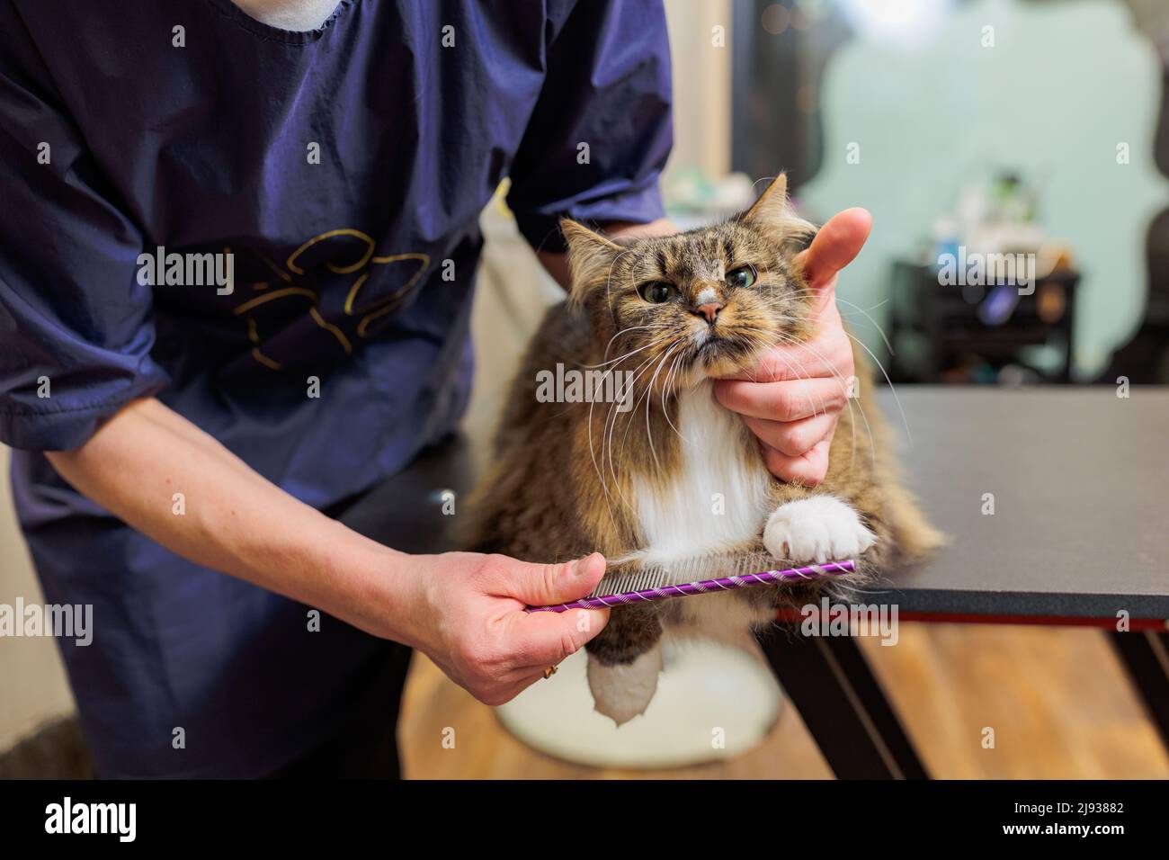Cat grooming background. Veterinarian brushing cat in the salon. pet ...