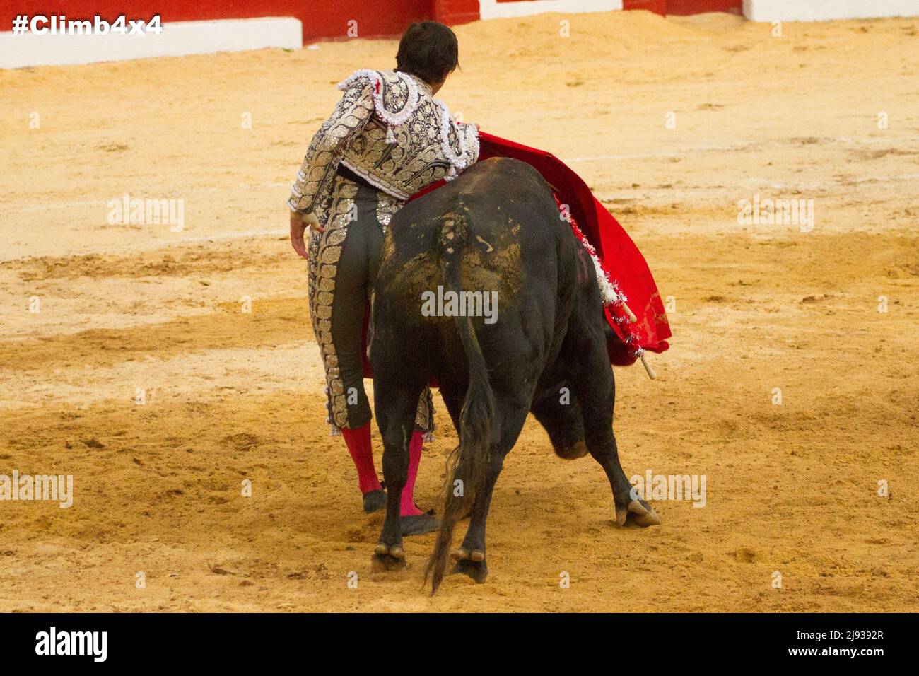 Taurine art hi-res stock photography and images - Alamy