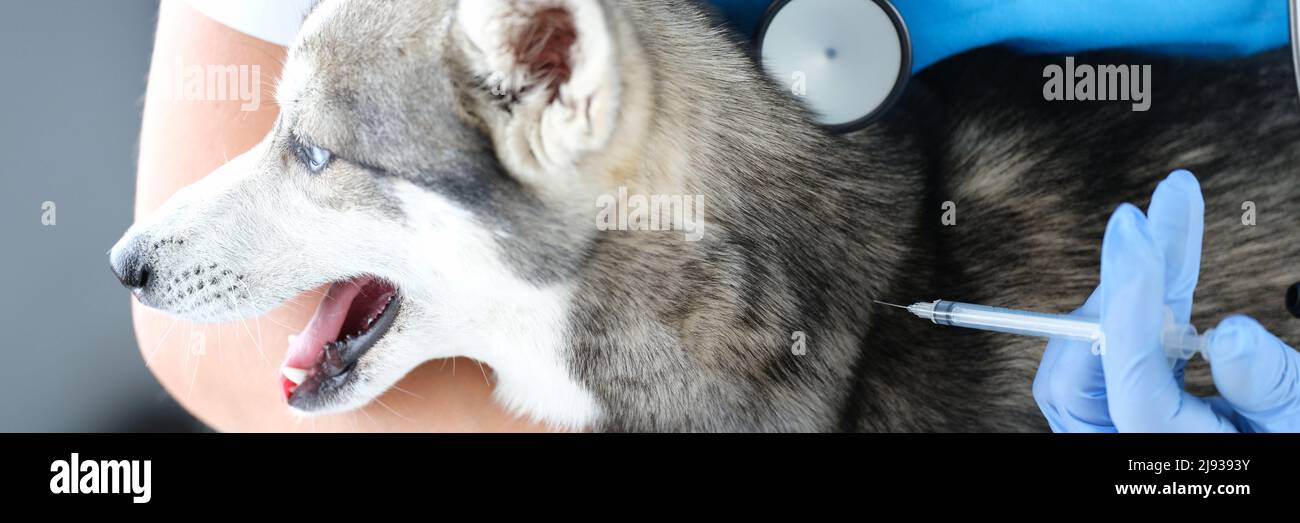 Doctor veterinarian giving injection to dog in clinic Stock Photo - Alamy