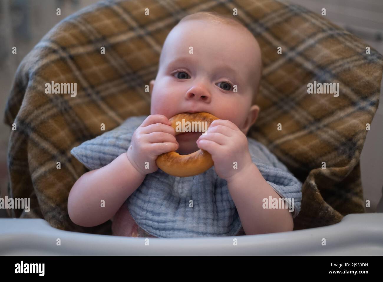 Baby girl is very greedy eating a white bread. Baby teething Stock ...