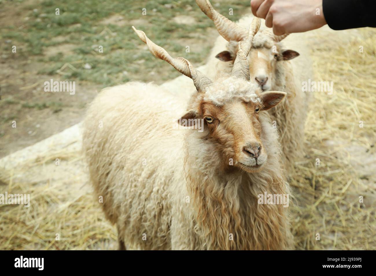 Hungarian racka hi-res stock photography and images - Alamy
