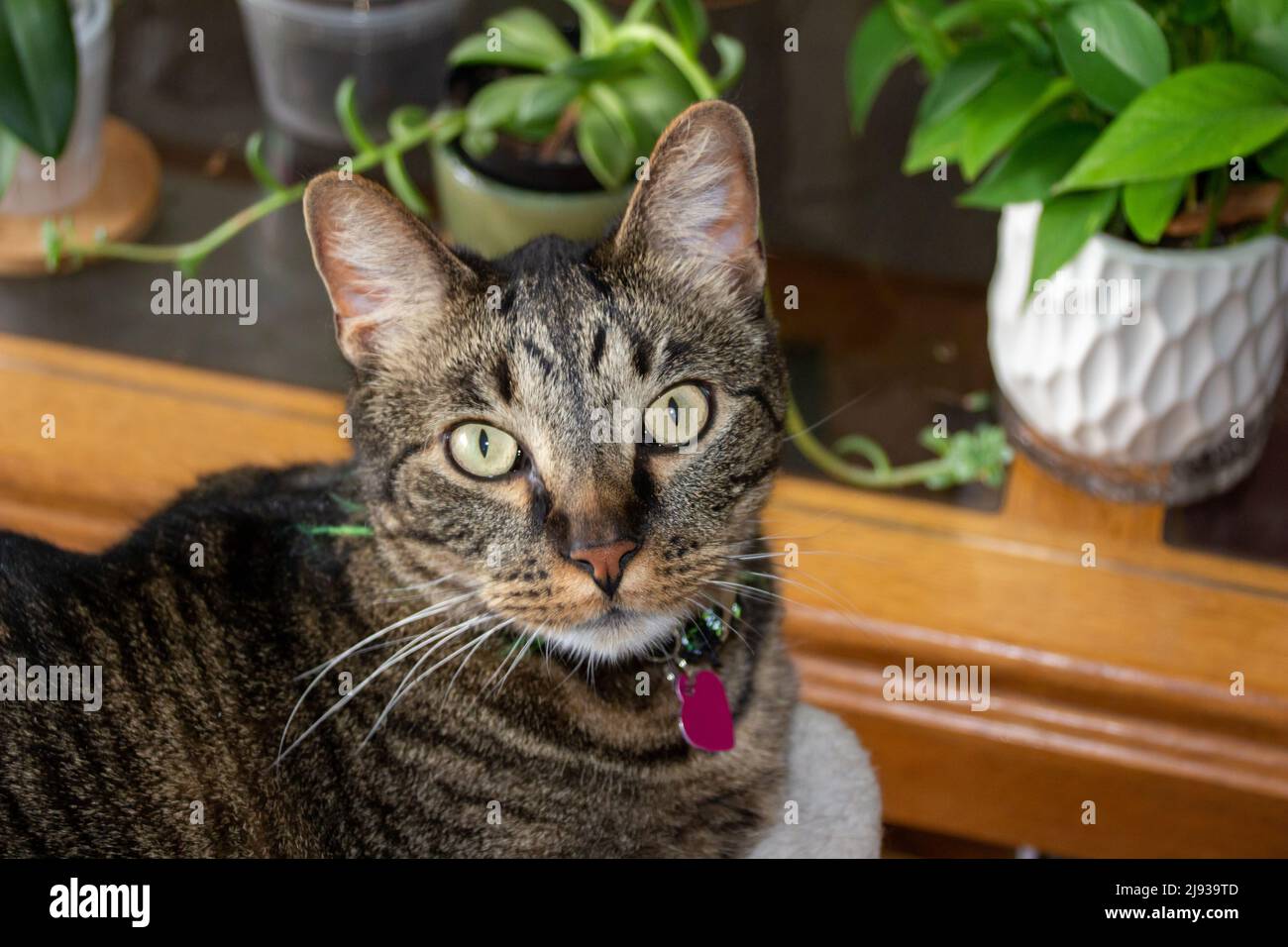Close up indoor portrait view of a gray stripe tabby cat in front of a ...