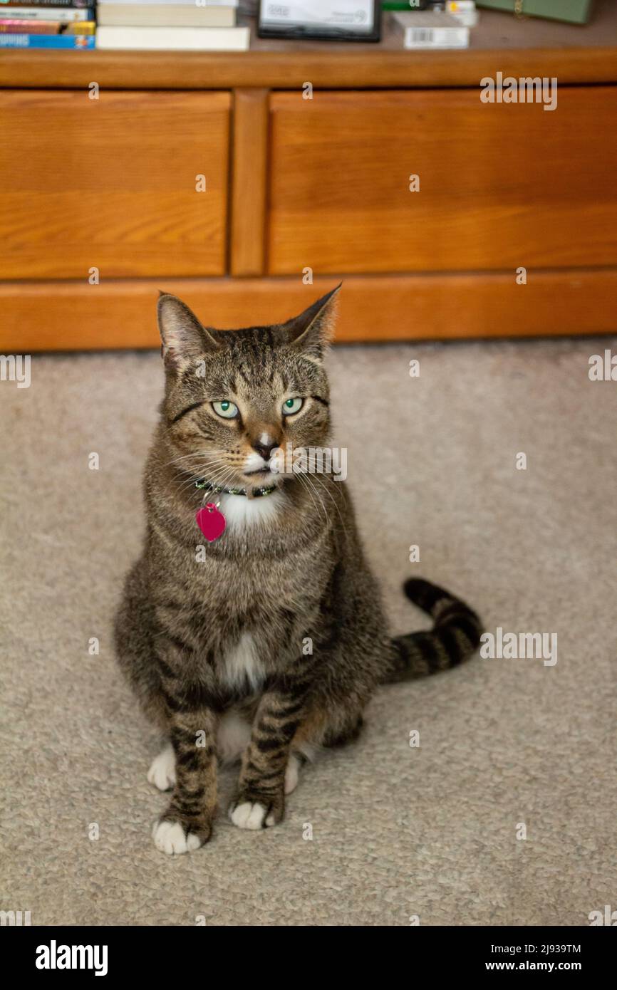 Snow shoe tabby hi-res stock photography and images - Alamy