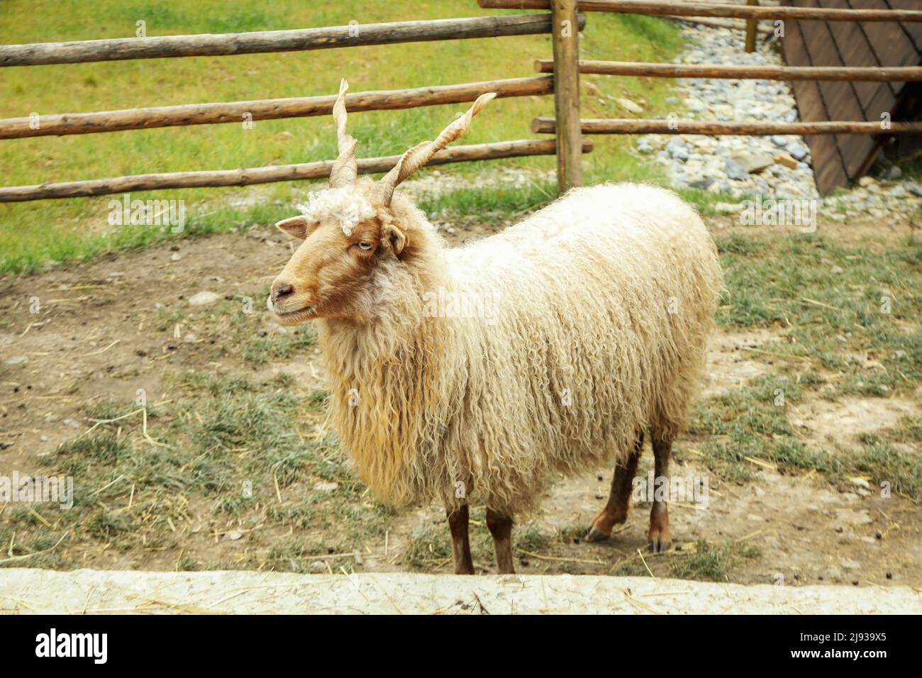 Sheep with spiral horns or Racka sheep Stock Photo - Alamy