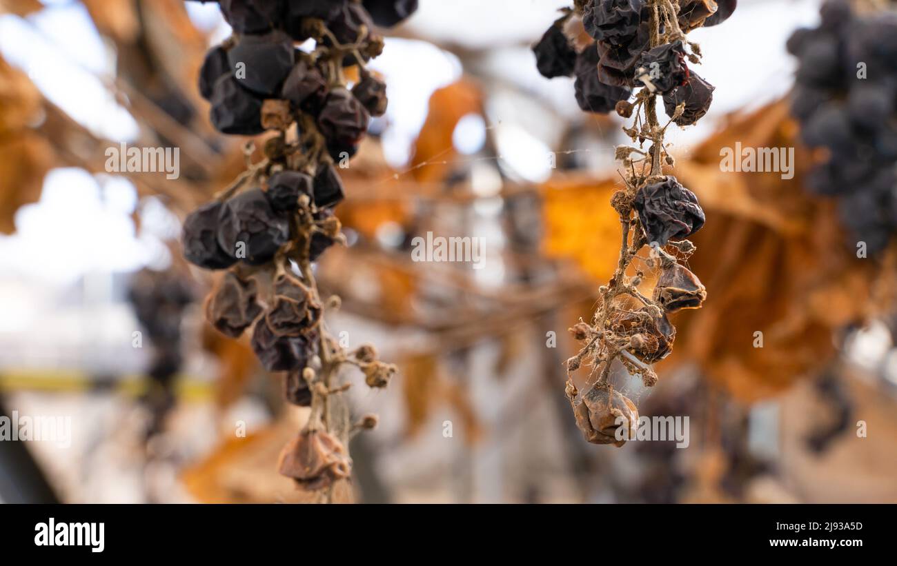 Withered unharvested blue grapes after winter Stock Photo - Alamy