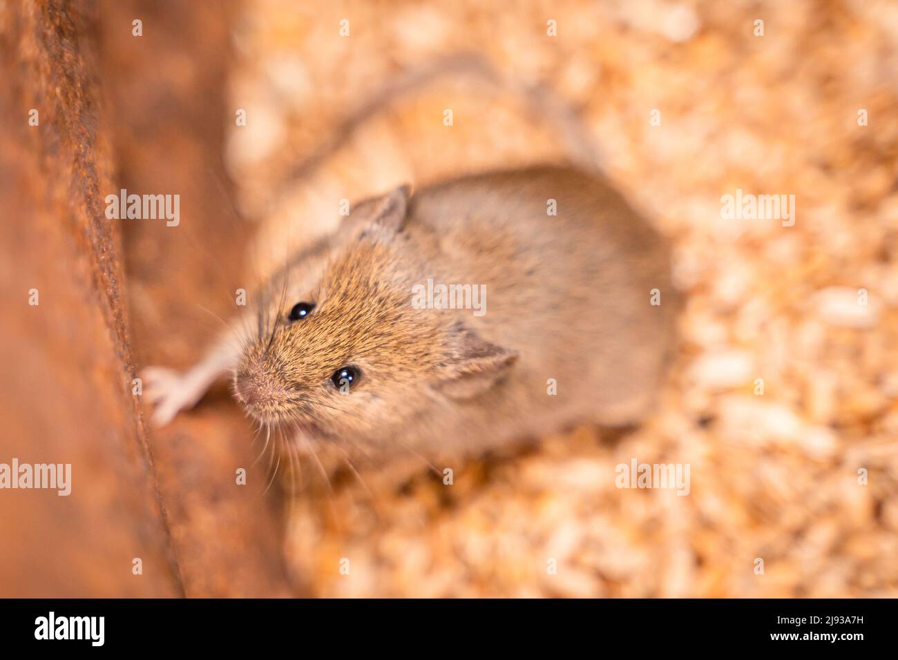 Domestic mice are caught in grain storage. Damage to the wheat crop by ...