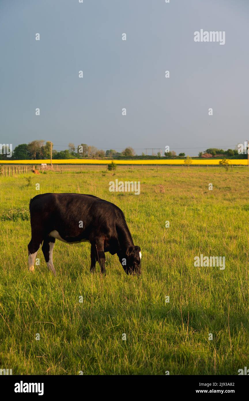 Black young cow eating the fresh spring grass in a pasture during ...
