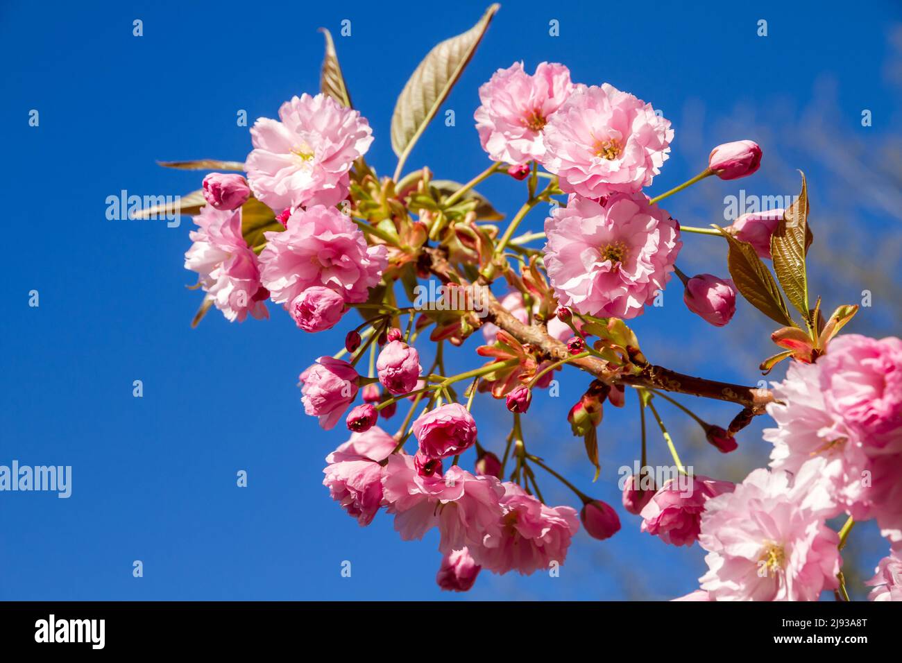 Japanese cherry blossom branch in spring. Blue sky background. Closeup ...