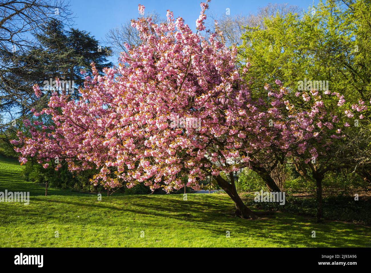 Japanese cherry blossom in spring. Blue sky background Stock Photo - Alamy