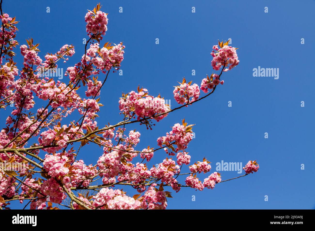 Japanese cherry blossom branch in spring. Blue sky background Stock ...