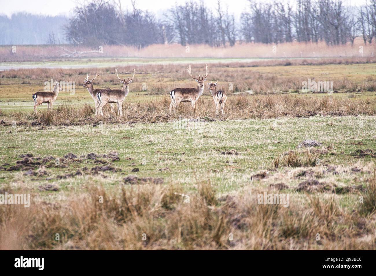 free-ranging deer on the darss. Mammals with antlers in Germany.animal ...