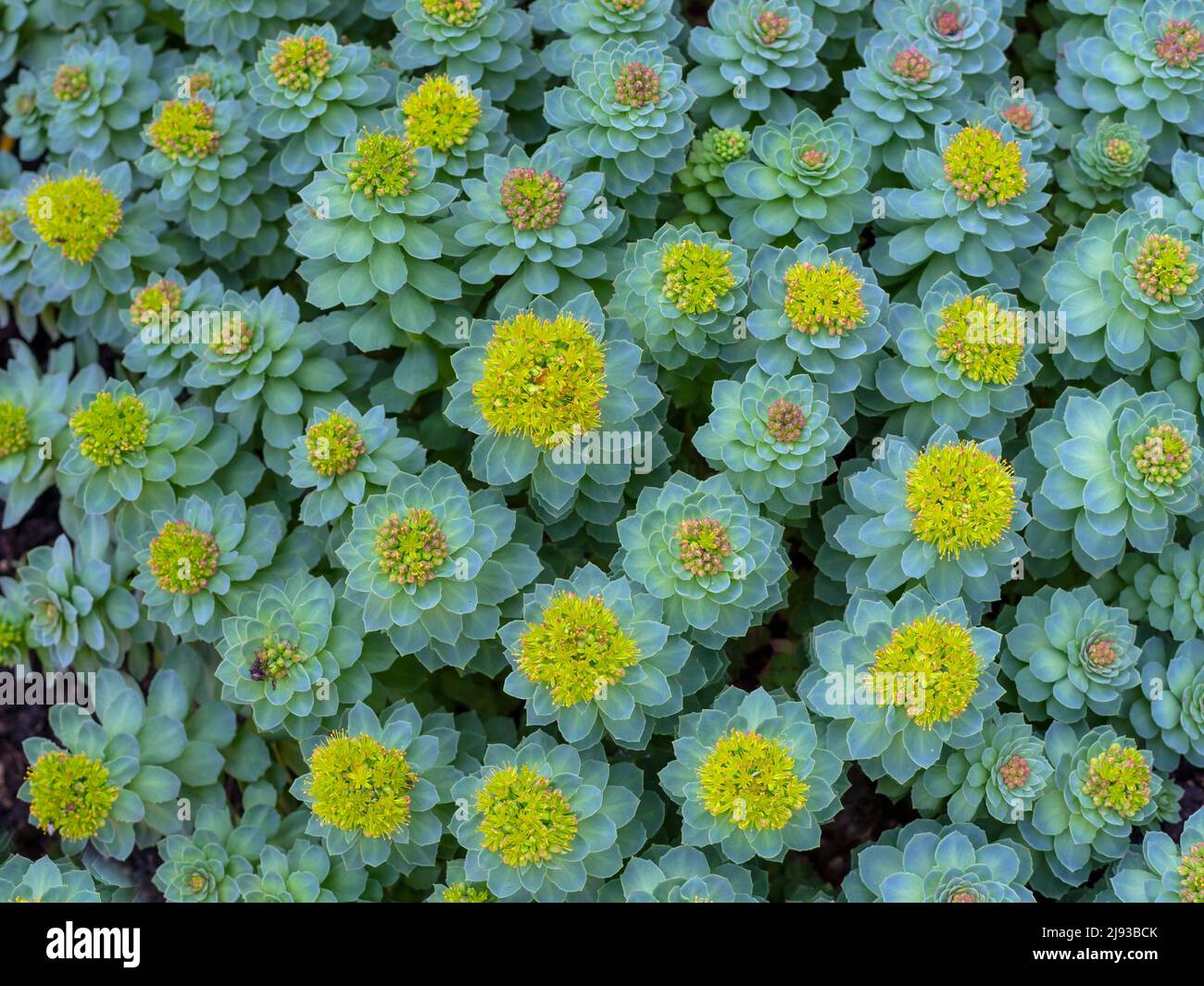 Rhodiola garden hi-res stock photography and images - Alamy